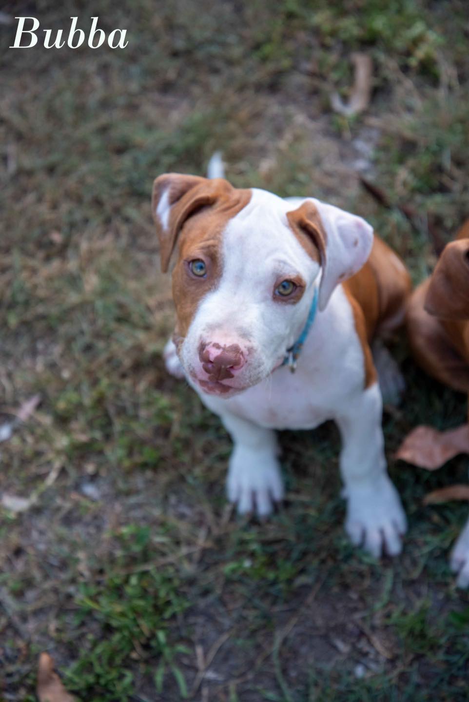 Bubba – Townsville Foster and Rehoming Animals