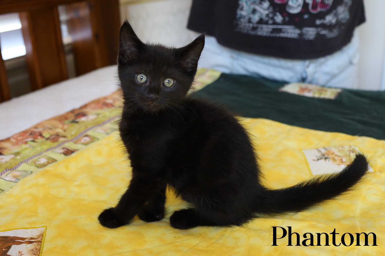 Phantom – Townsville Foster and Rehoming Animals