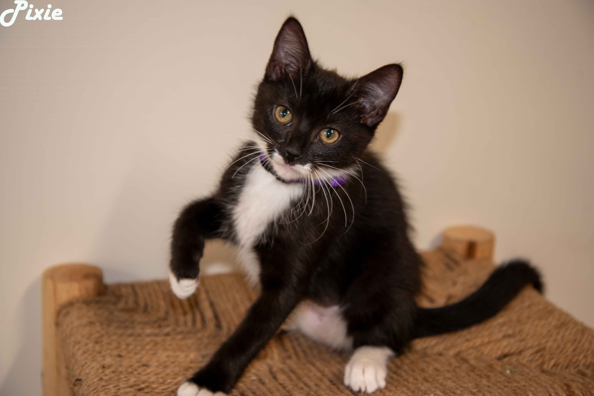 Pixie – Townsville Foster and Rehoming Animals