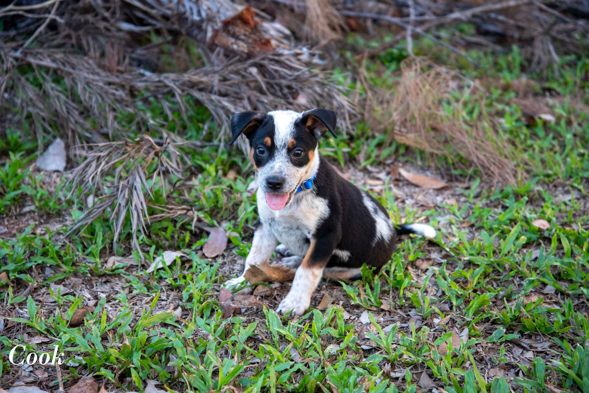 Cook – Townsville Foster and Rehoming Animals