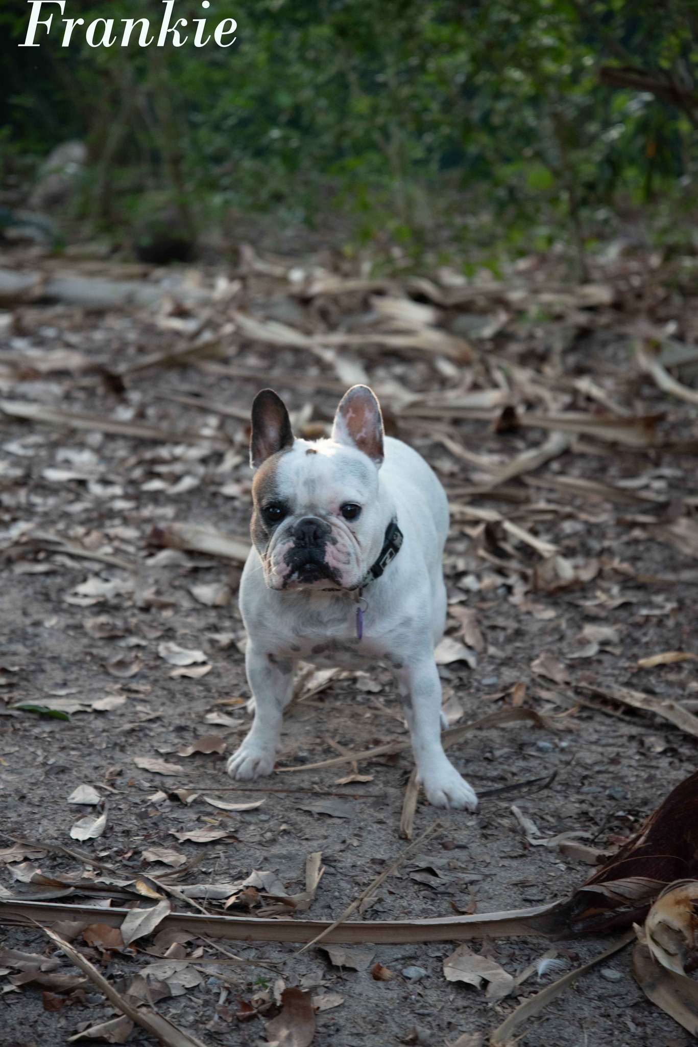 Frankie – Townsville Foster and Rehoming Animals