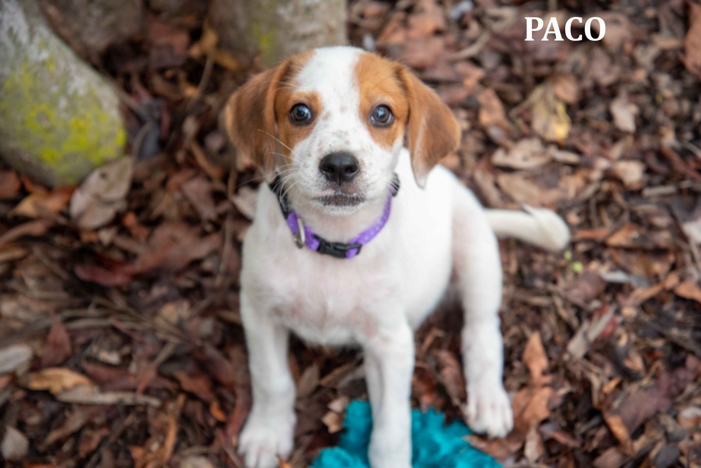 Paco – Townsville Foster and Rehoming Animals