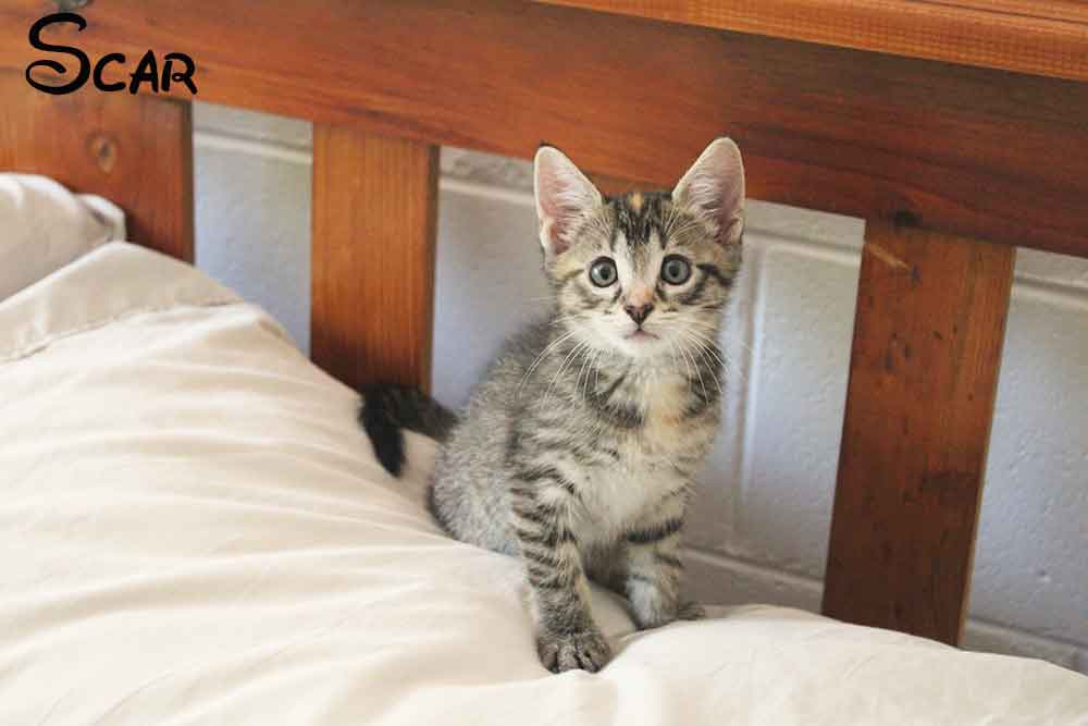 Scar – Townsville Foster and Rehoming Animals
