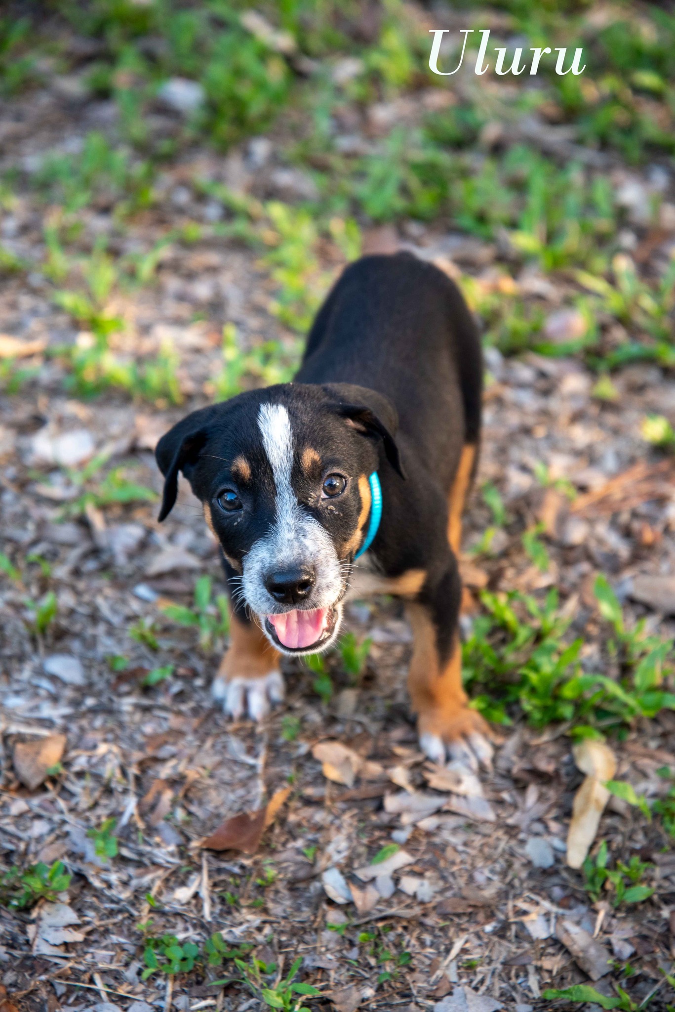 Uluru – Townsville Foster and Rehoming Animals