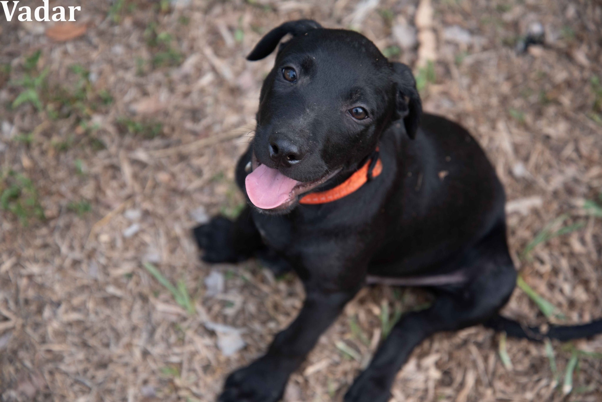 Vadar – Townsville Foster and Rehoming Animals