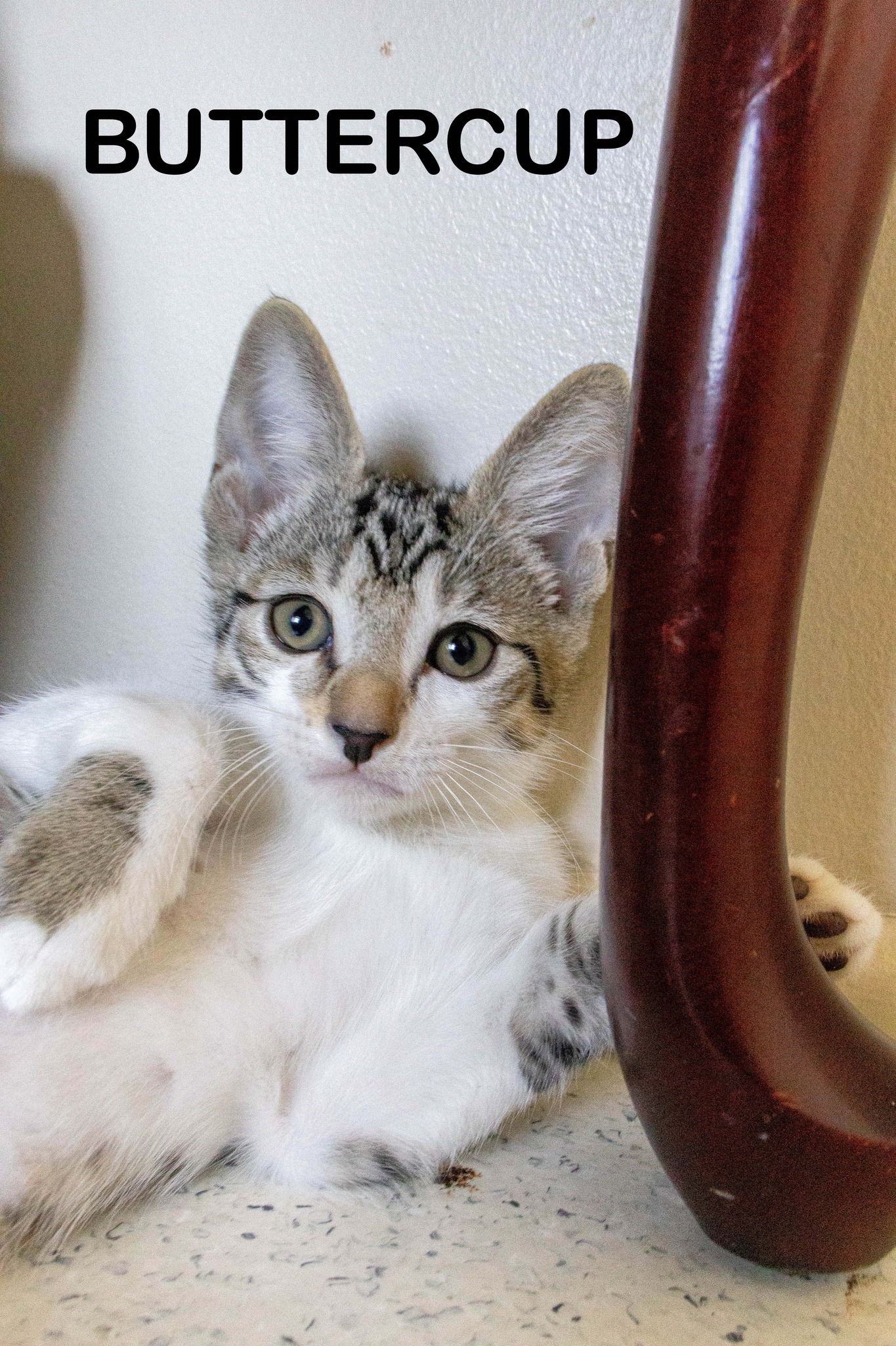 Buttercup – Townsville Foster and Rehoming Animals
