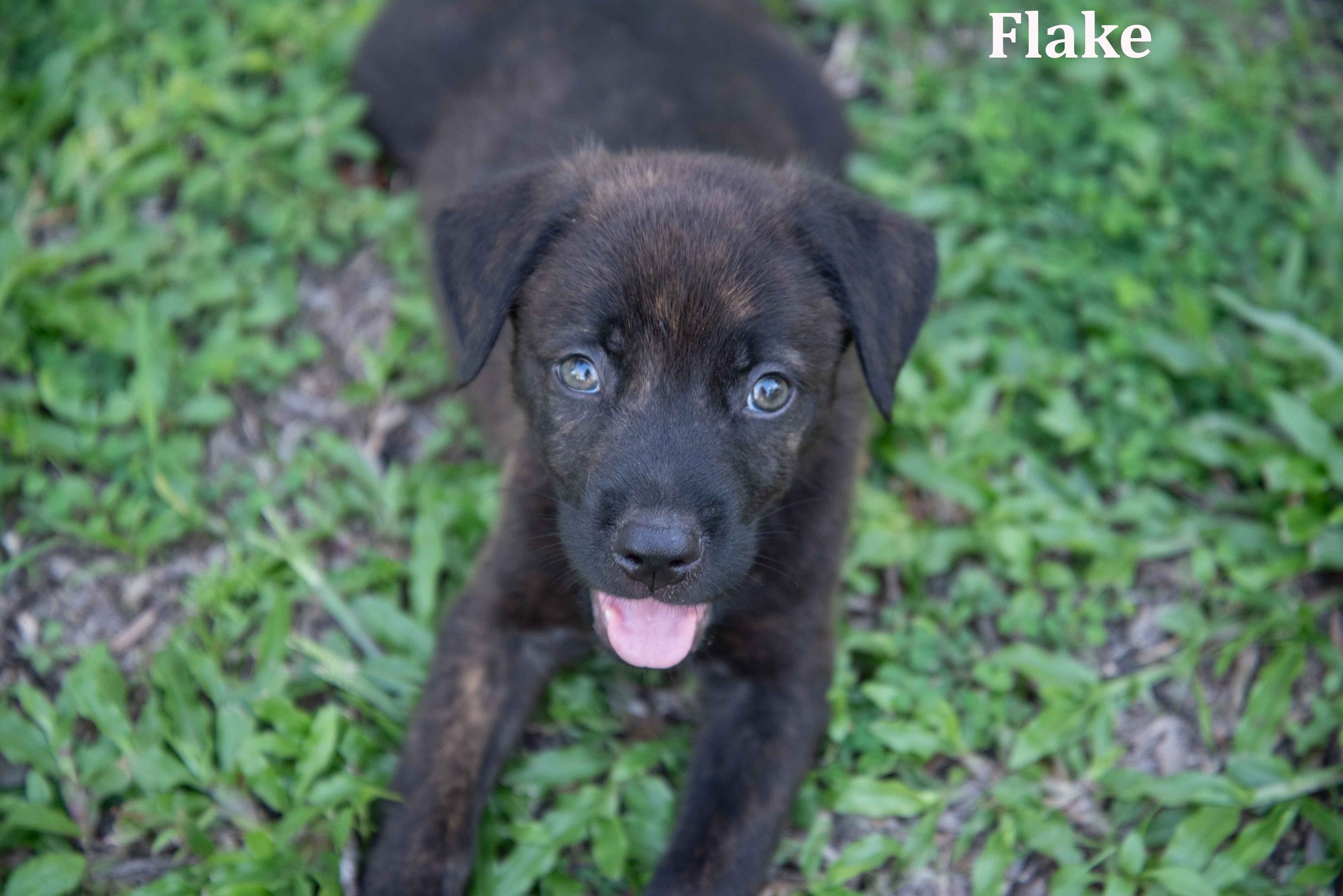 Flake – Townsville Foster and Rehoming Animals