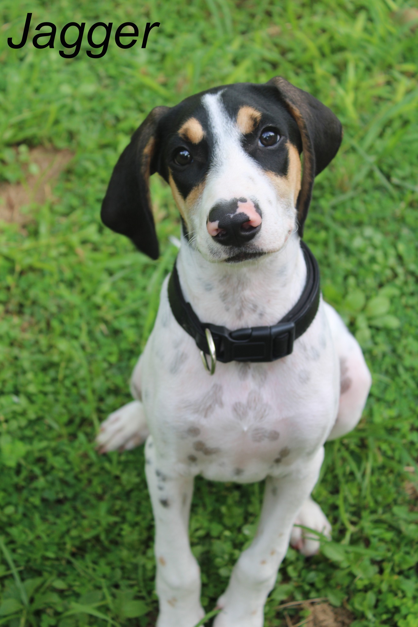 Jagger – Townsville Foster and Rehoming Animals