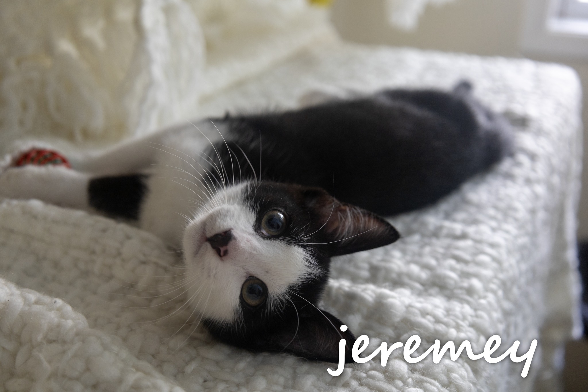 Jeremy – Townsville Foster and Rehoming Animals