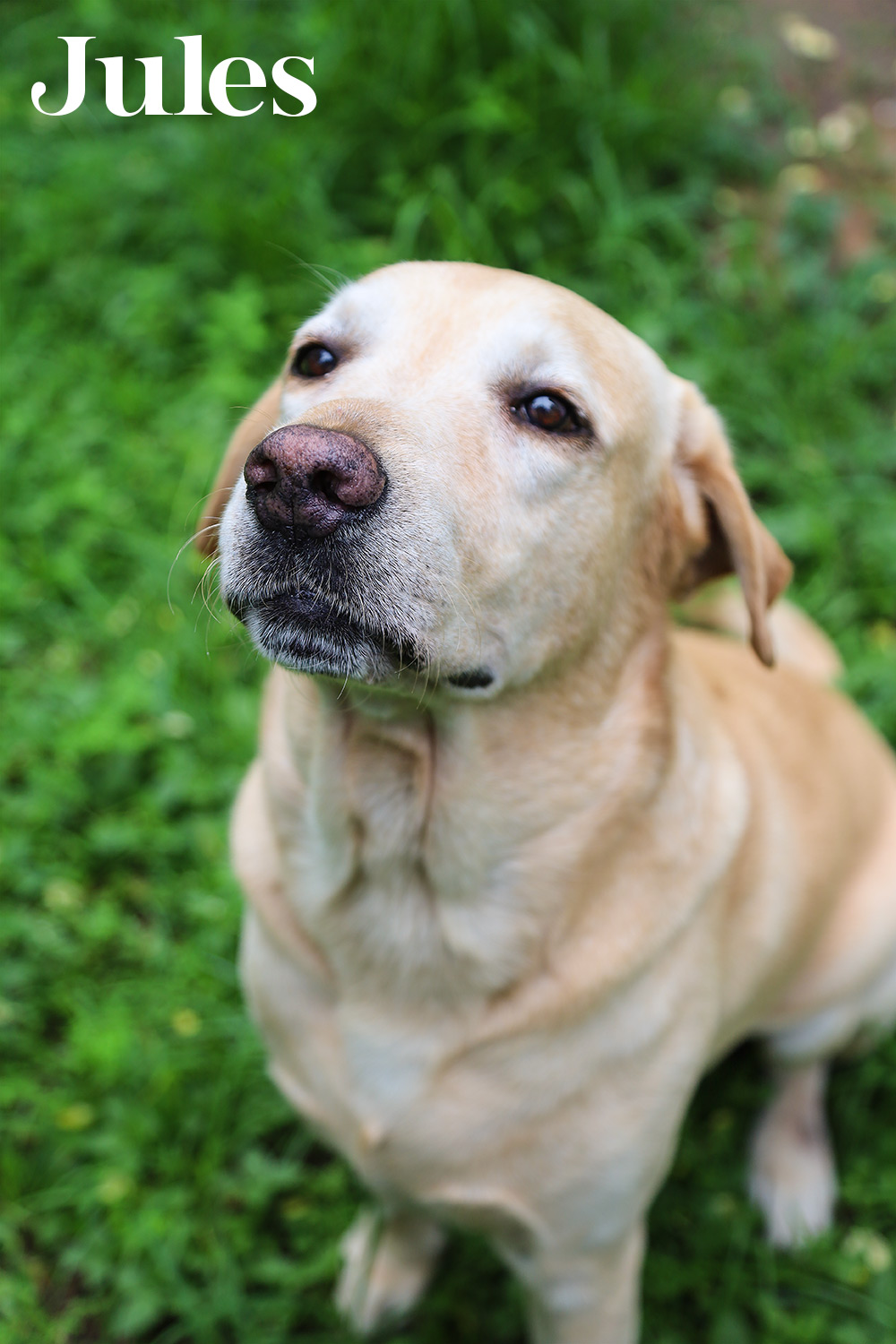 Jules – Townsville Foster and Rehoming Animals