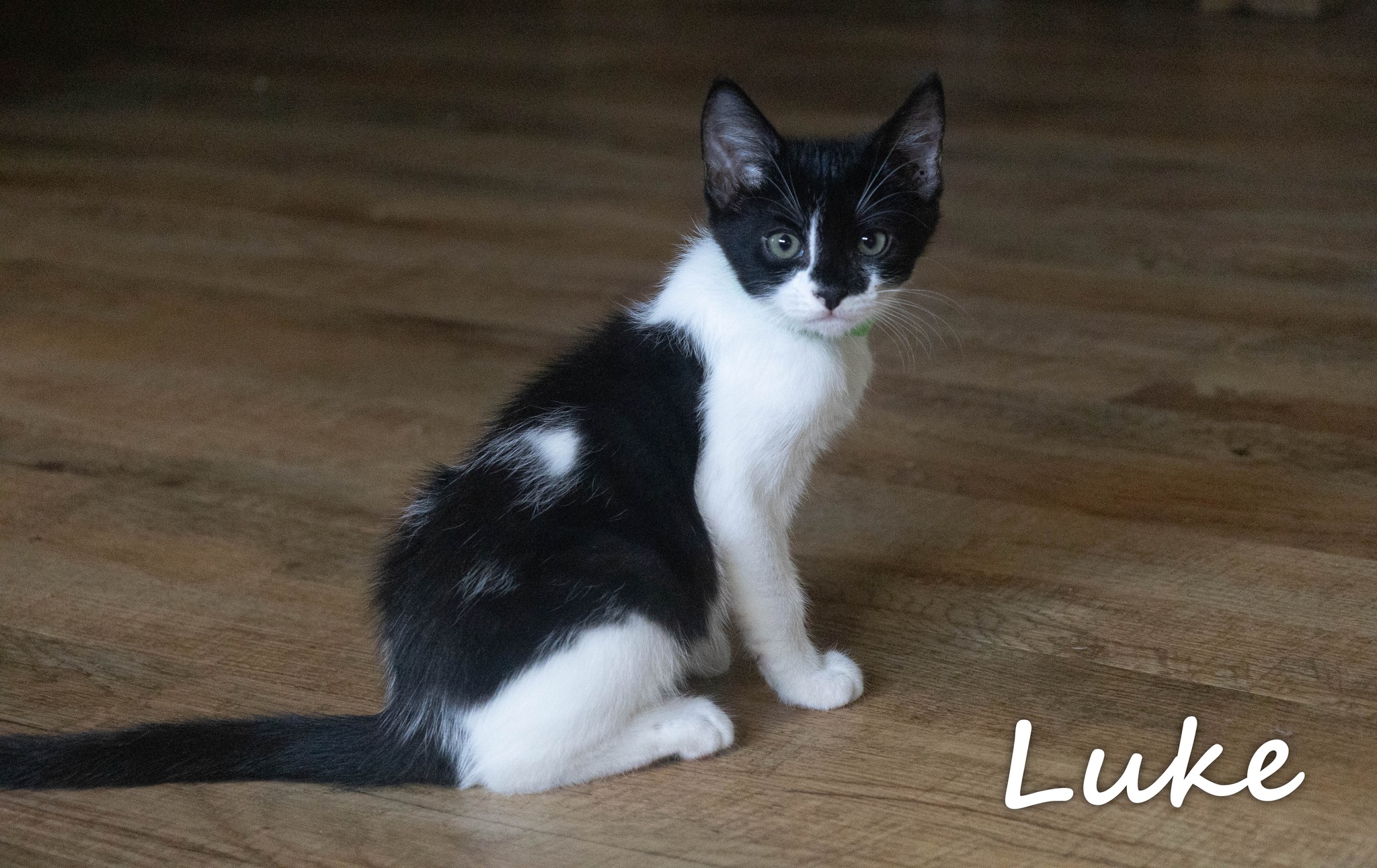 Luke – Townsville Foster and Rehoming Animals