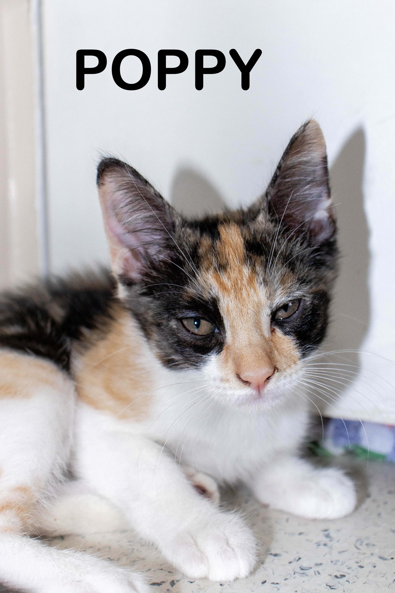 Poppy – Townsville Foster and Rehoming Animals