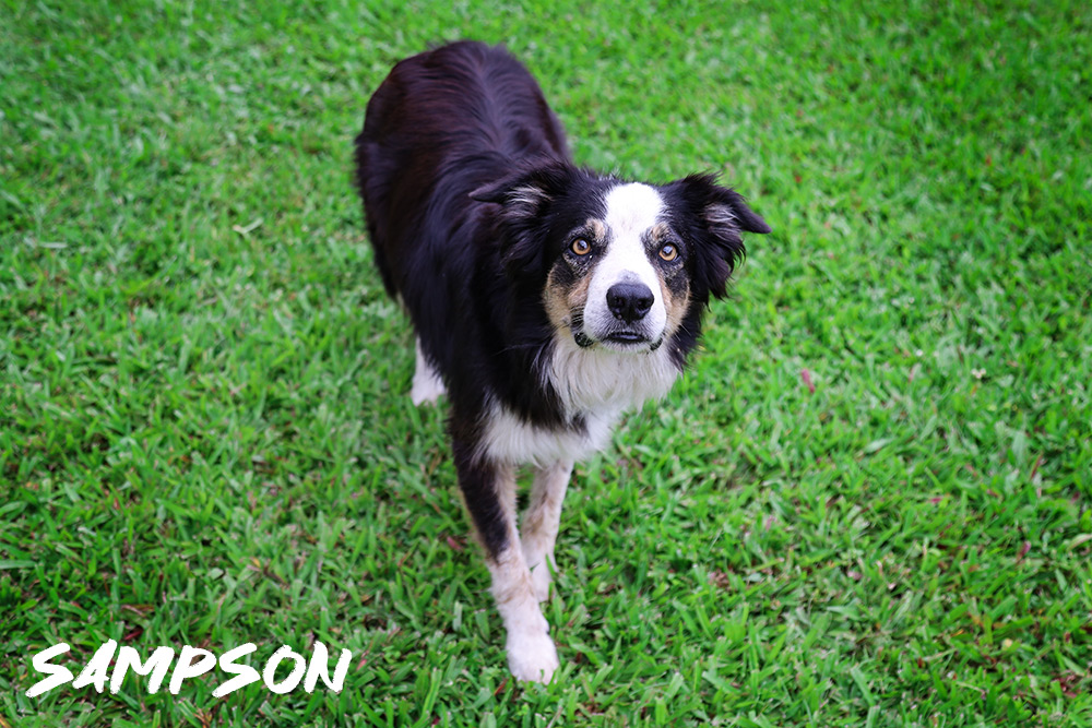 Sampson – Townsville Foster and Rehoming Animals