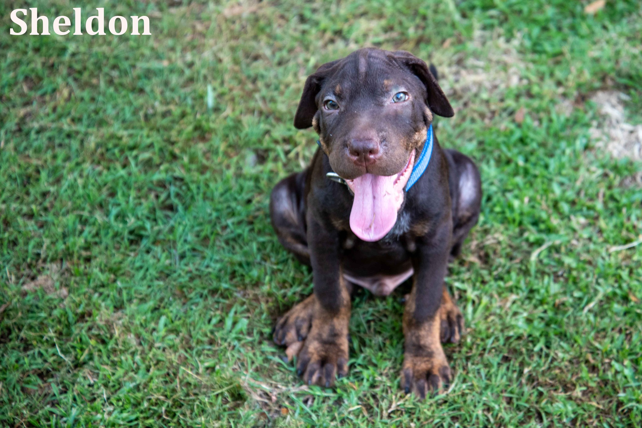Sheldon – Townsville Foster and Rehoming Animals