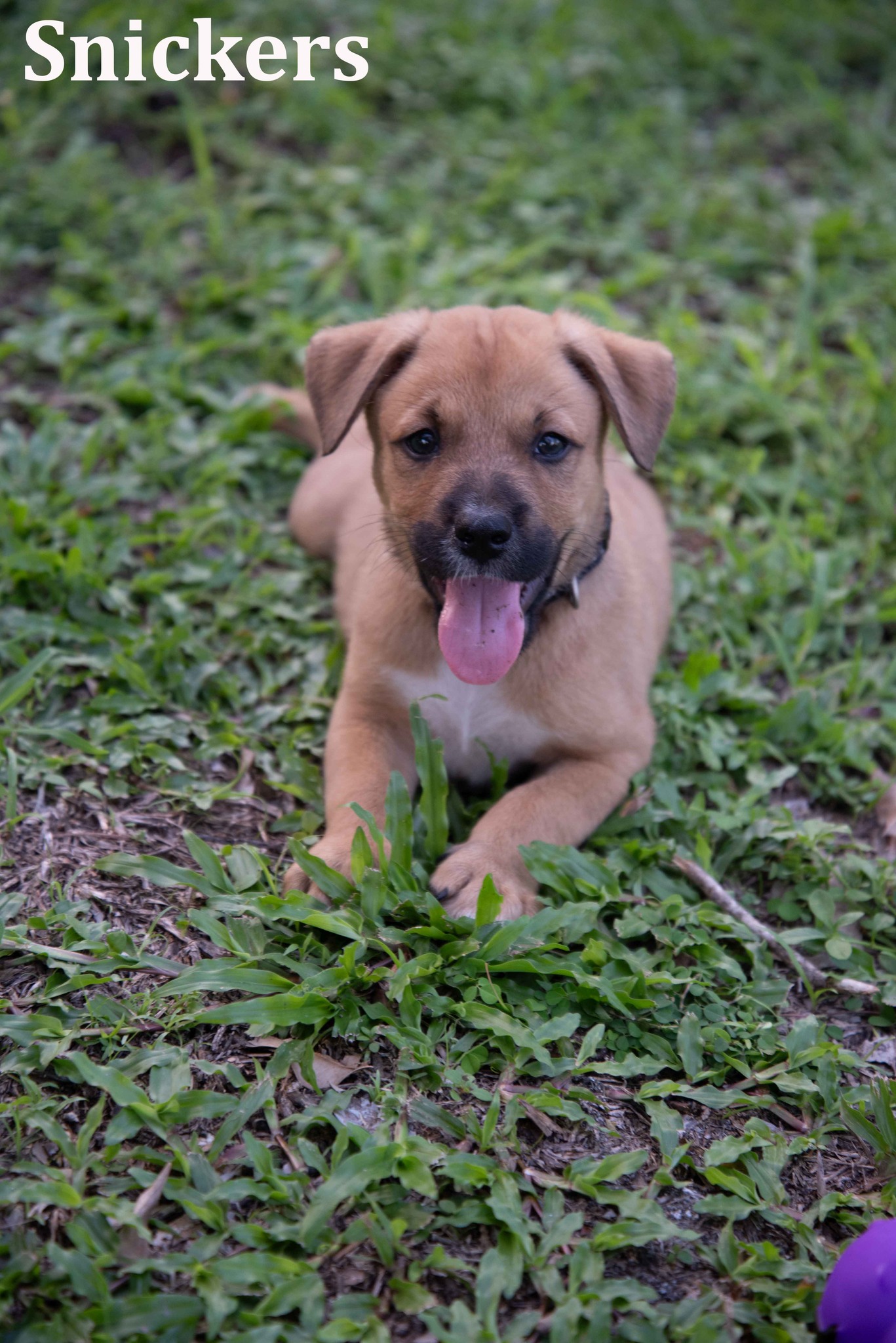 SNICKERS – Townsville Foster and Rehoming Animals