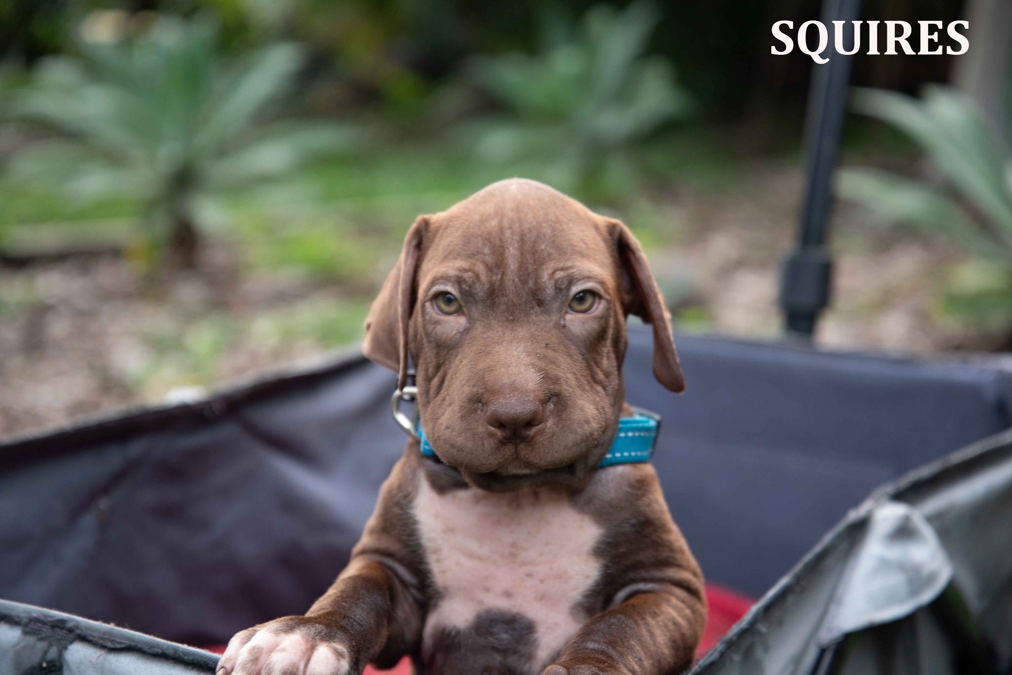 Squires – Townsville Foster and Rehoming Animals