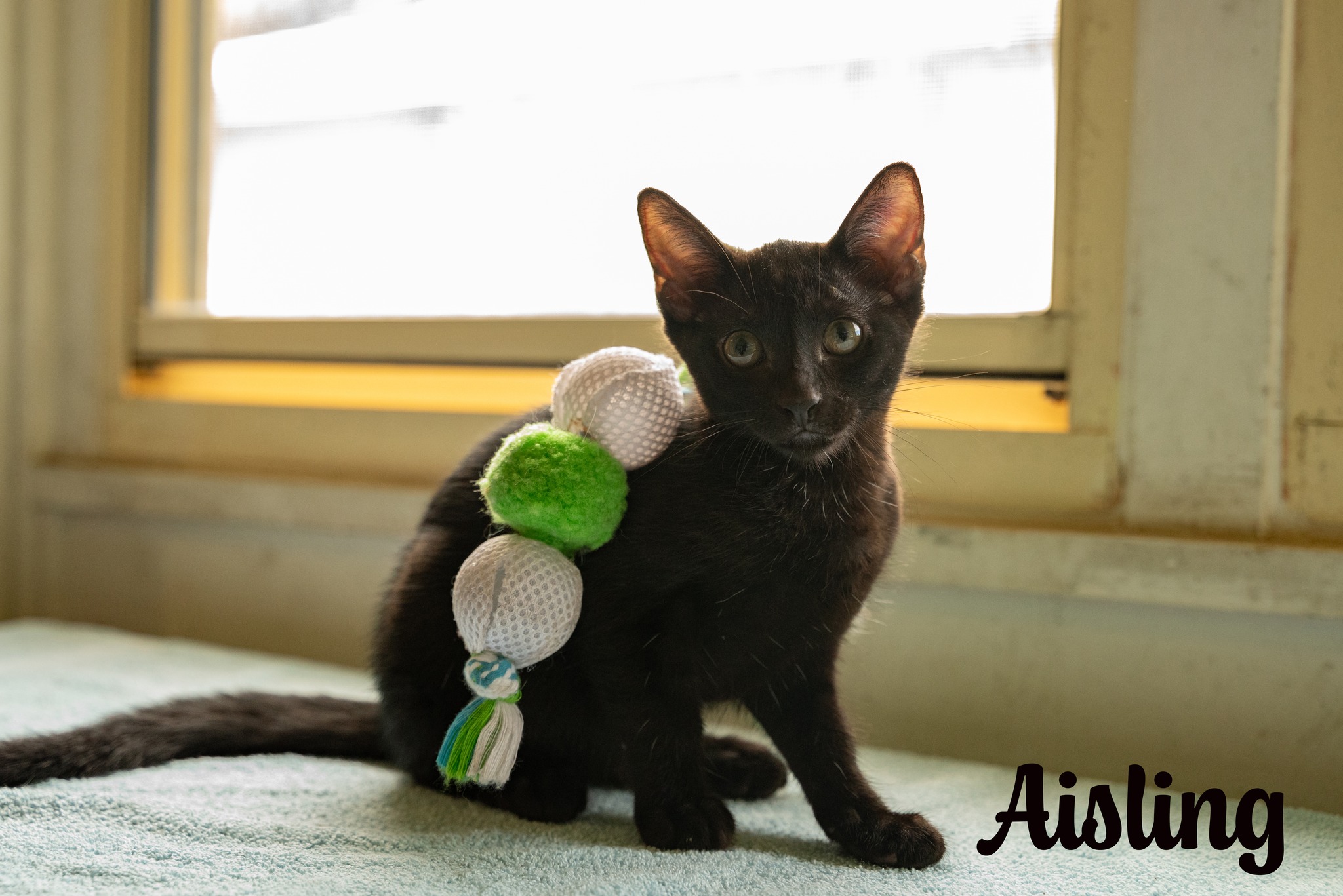 Aisling – Townsville Foster and Rehoming Animals