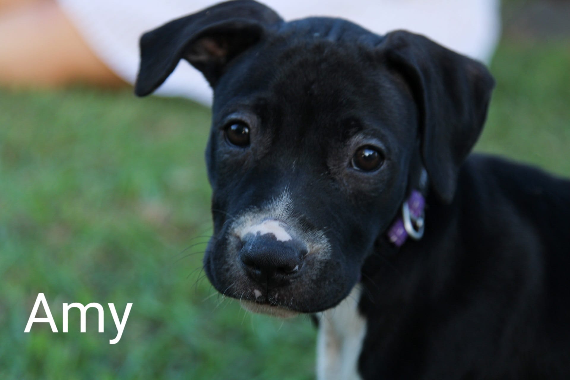 Amy – Townsville Foster and Rehoming Animals