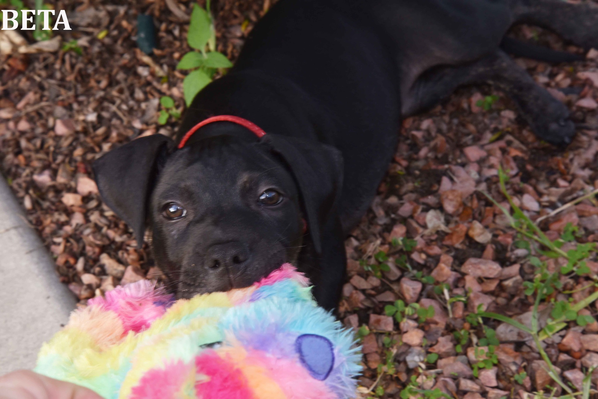 Beta – Townsville Foster and Rehoming Animals