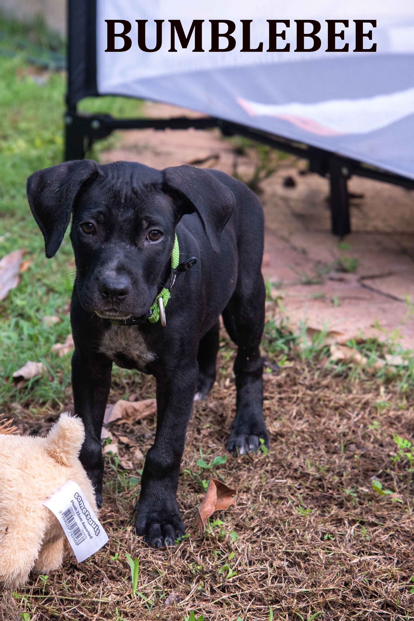 Bumblebee – Townsville Foster and Rehoming Animals