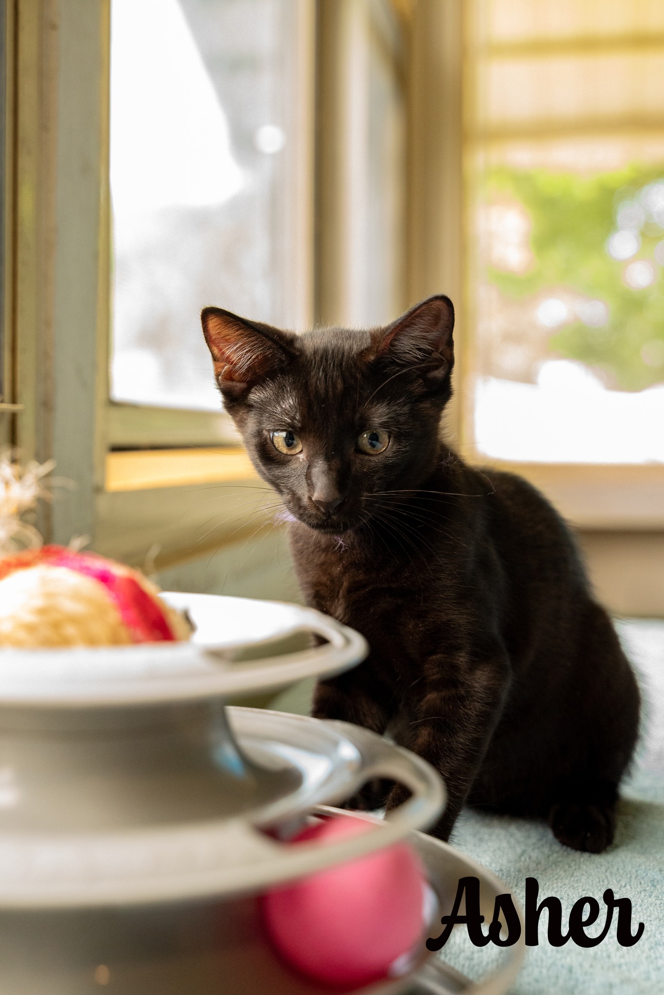 Asher – Townsville Foster and Rehoming Animals