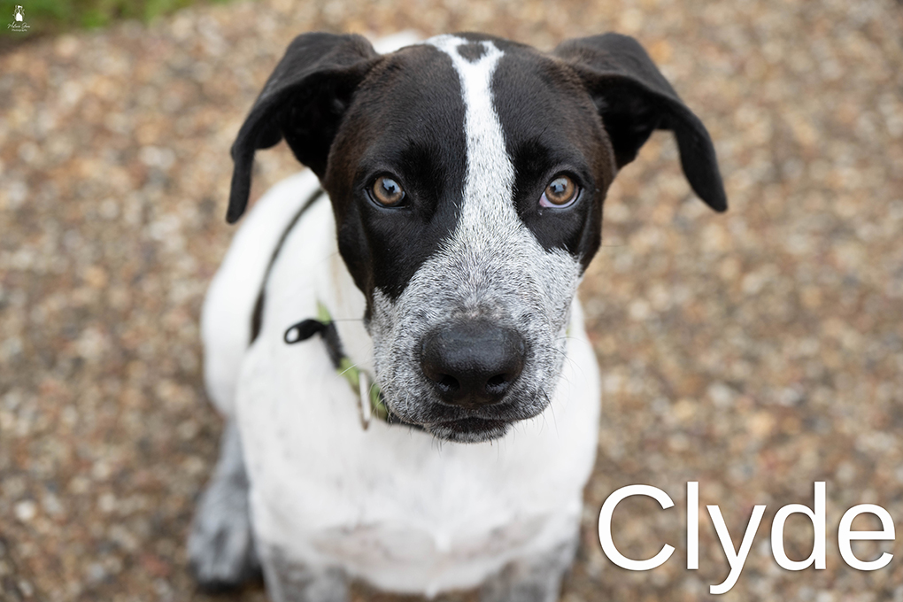 Clyde – Townsville Foster and Rehoming Animals