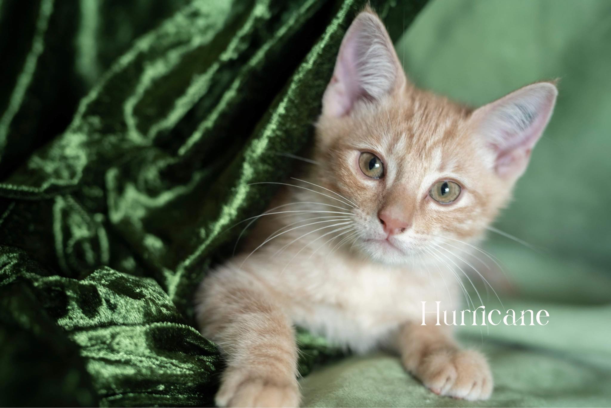 Hurricane – Townsville Foster and Rehoming Animals