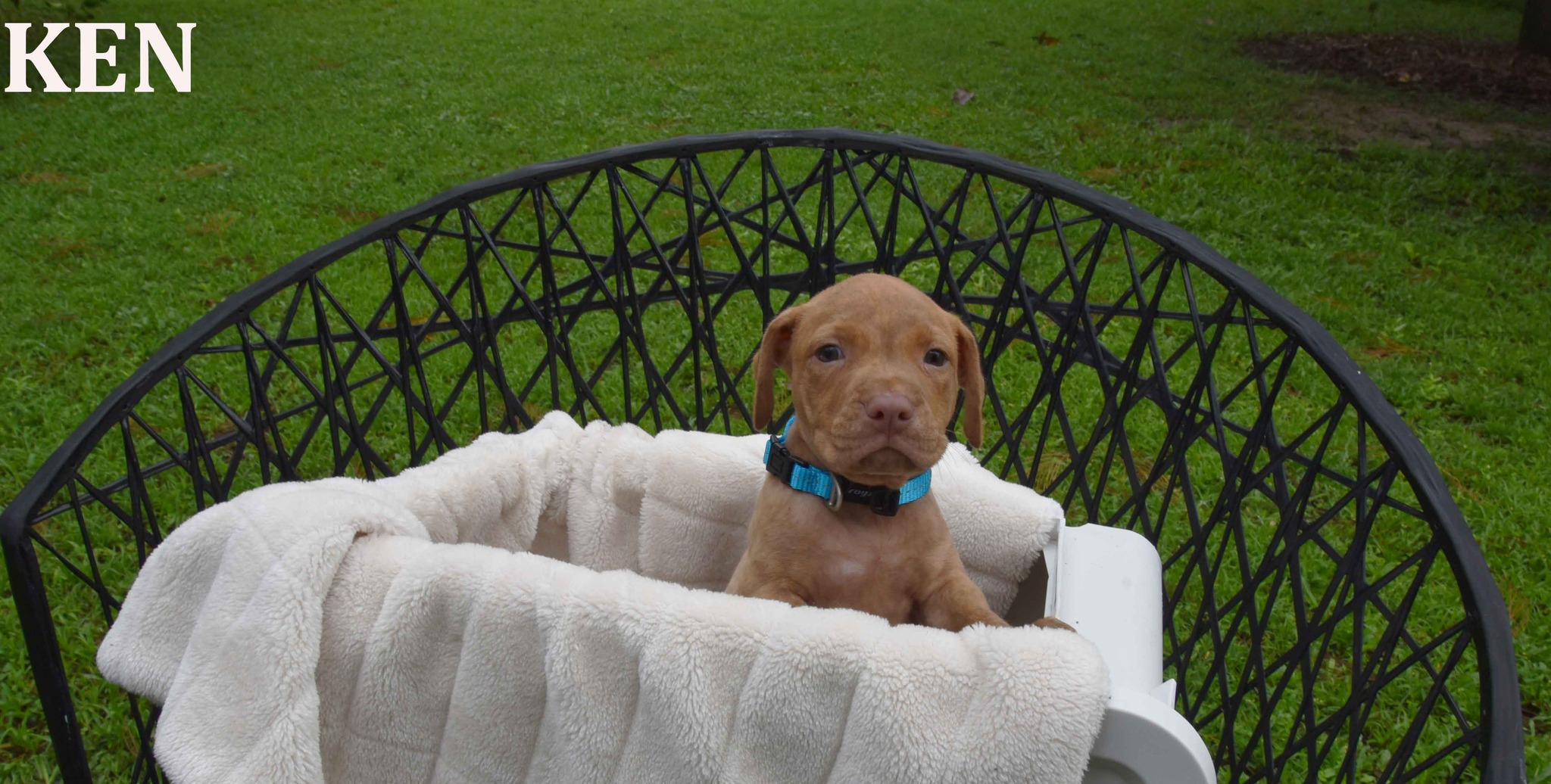 Ken – Townsville Foster and Rehoming Animals