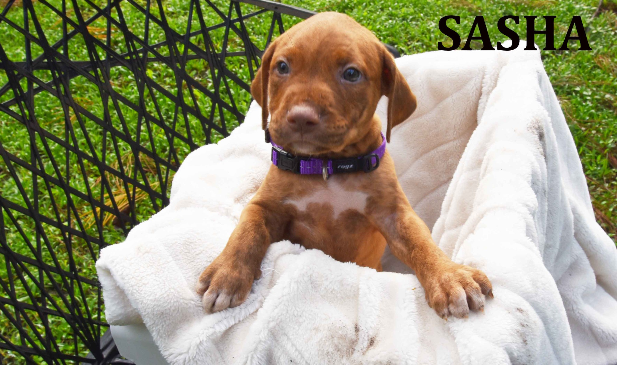 Sasha – Townsville Foster and Rehoming Animals