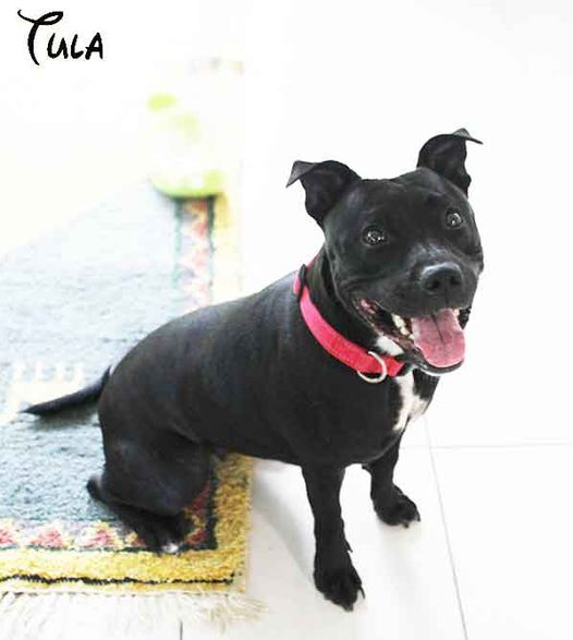 Tula – Townsville Foster and Rehoming Animals