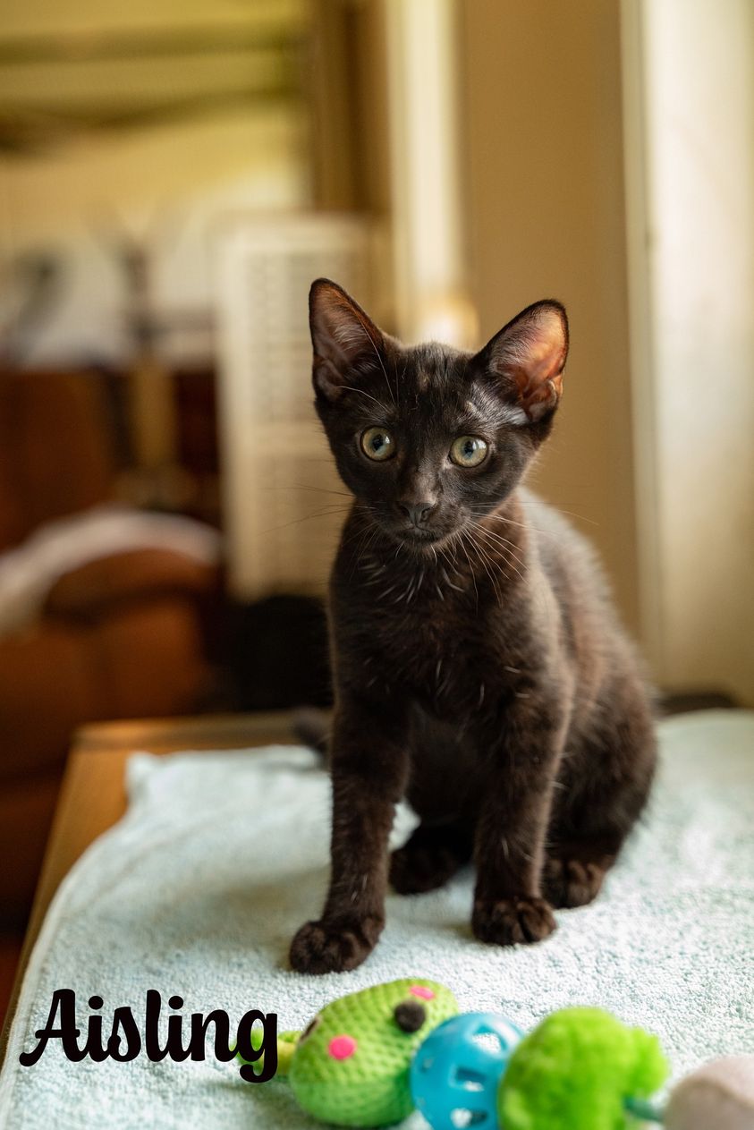 Aisling – Townsville Foster and Rehoming Animals