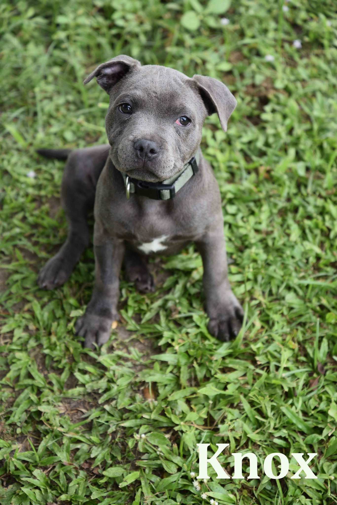 KNOX – Townsville Foster and Rehoming Animals