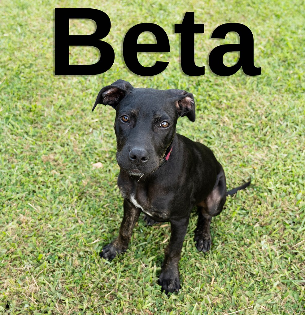 Beta – Townsville Foster and Rehoming Animals
