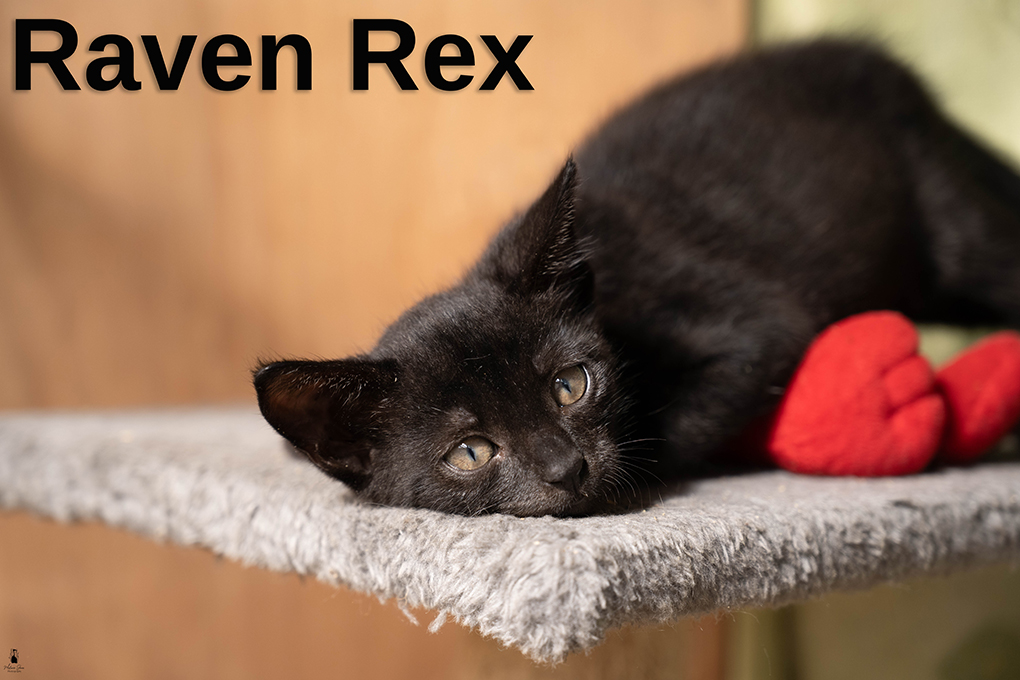 Raven Rex – Townsville Foster and Rehoming Animals