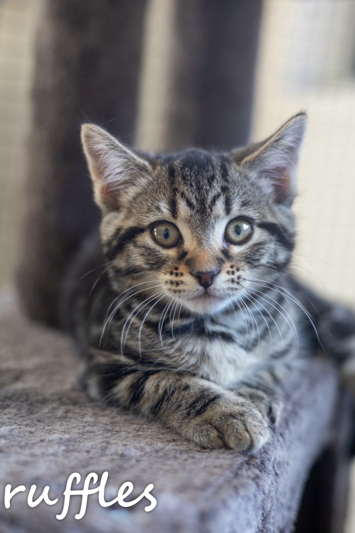 RUFFLES – Townsville Foster and Rehoming Animals