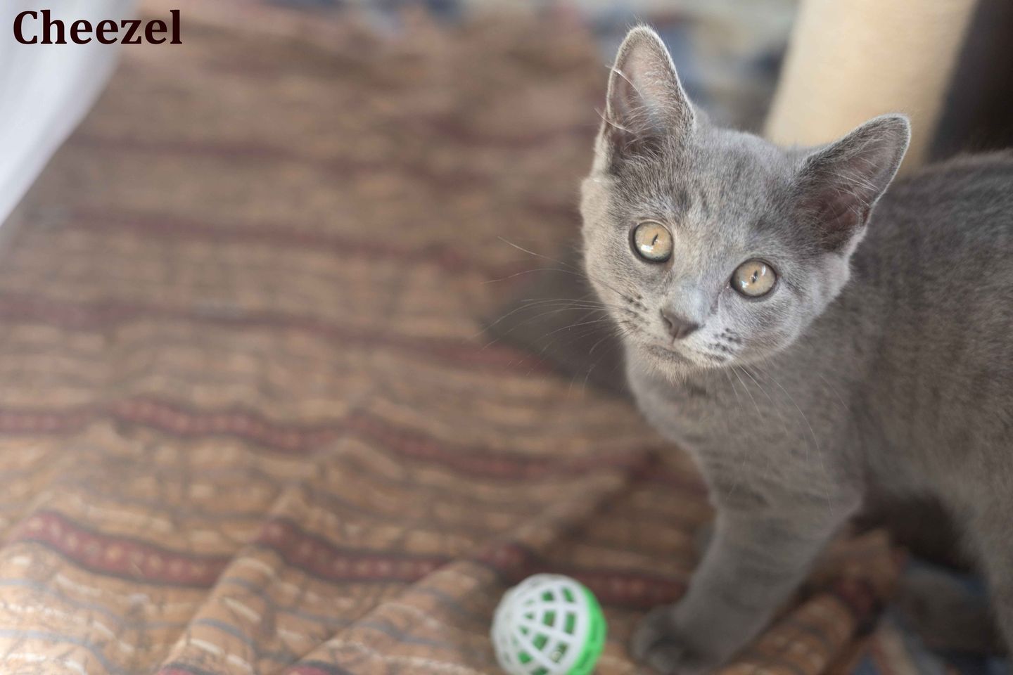 CHEEZEL – Townsville Foster and Rehoming Animals