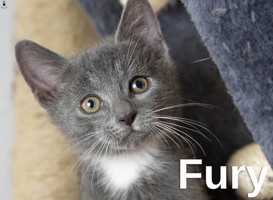 FURY – Townsville Foster and Rehoming Animals