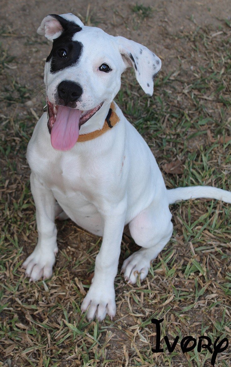 IVORY – Townsville Foster and Rehoming Animals