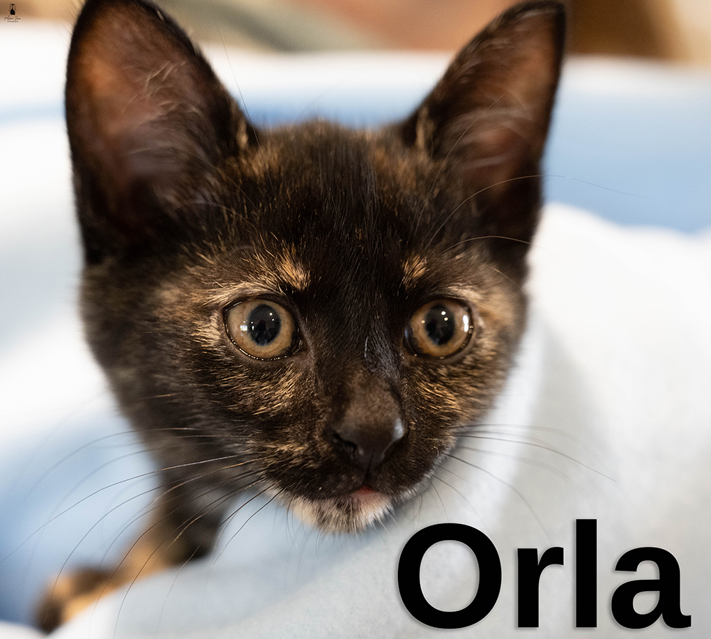 ORLA – Townsville Foster and Rehoming Animals