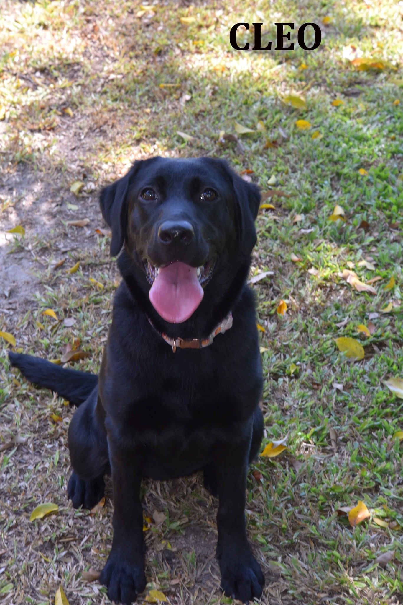 CLEO – Townsville Foster and Rehoming Animals