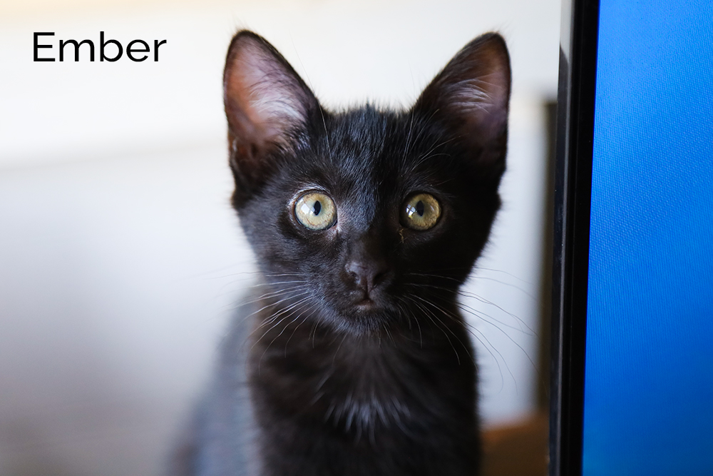 EMBER – Townsville Foster and Rehoming Animals