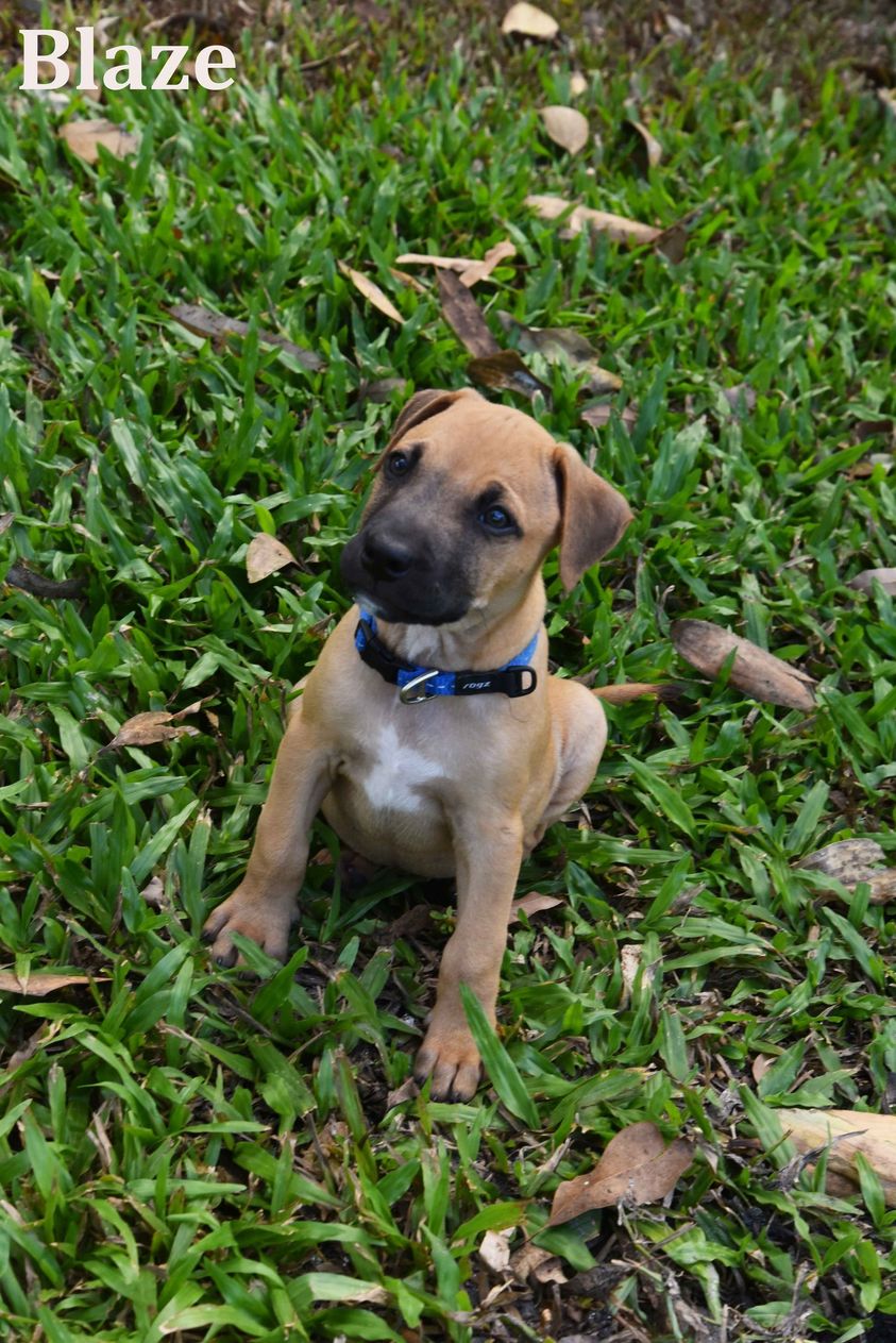BLAZE – Townsville Foster and Rehoming Animals