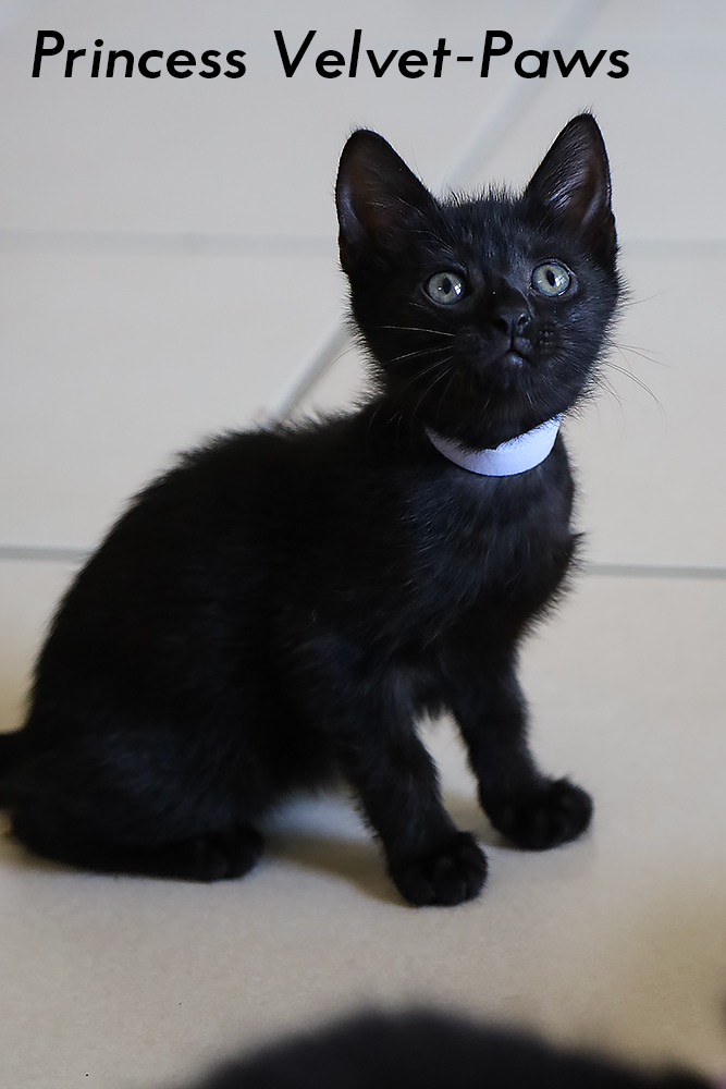 Princess Velvet-Paws – Townsville Foster and Rehoming Animals