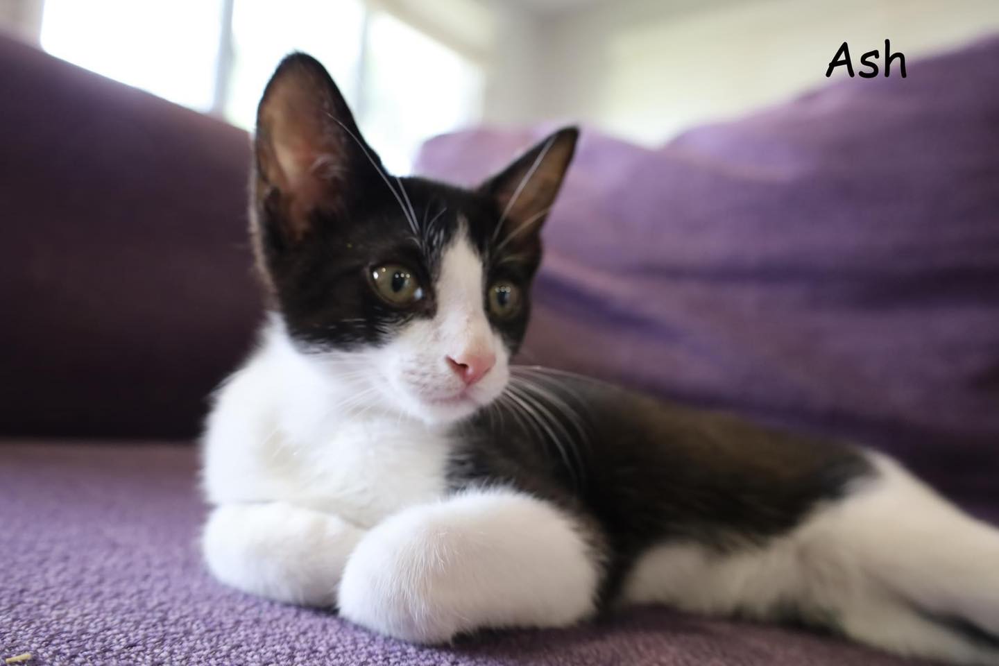 ASH – Townsville Foster and Rehoming Animals