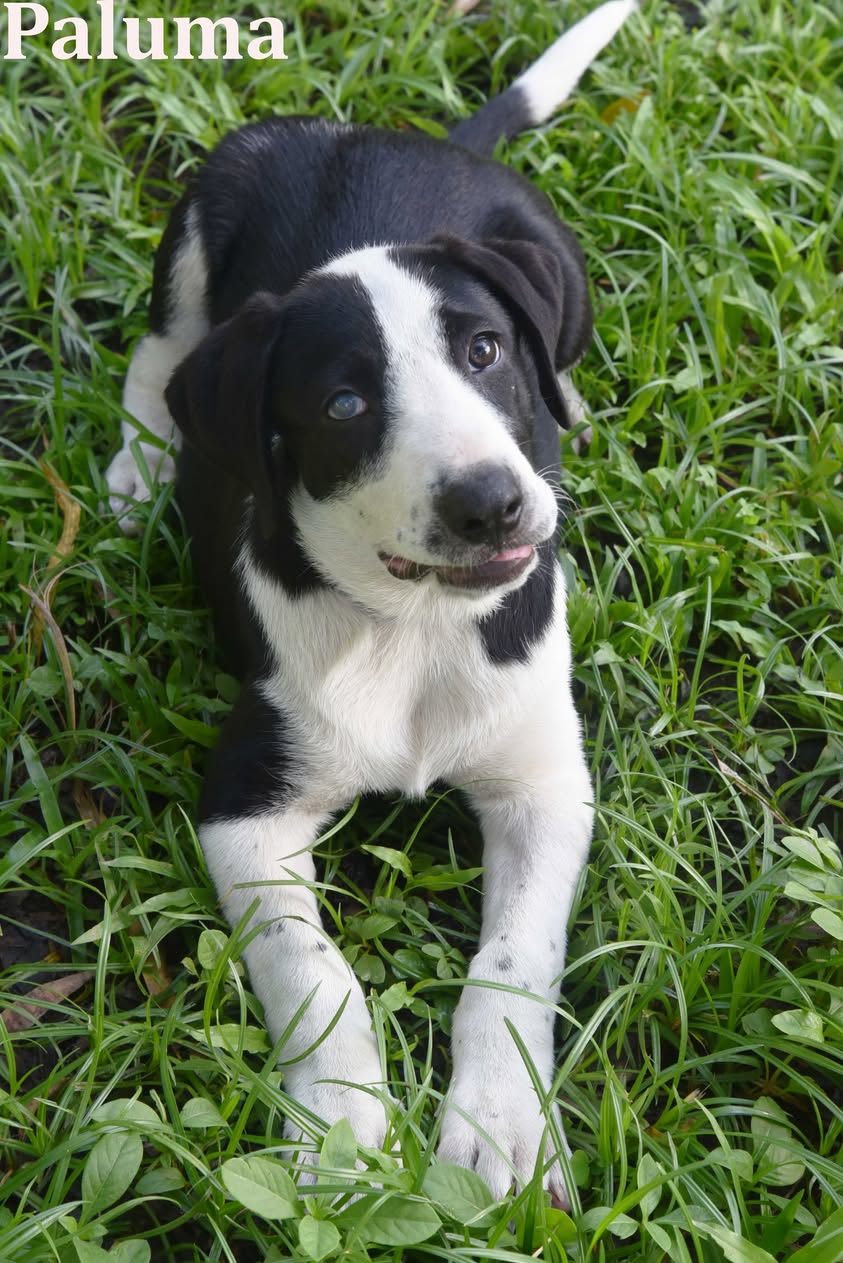 Paluma – Townsville Foster and Rehoming Animals