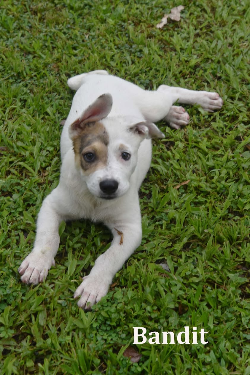 BANDIT – Townsville Foster and Rehoming Animals