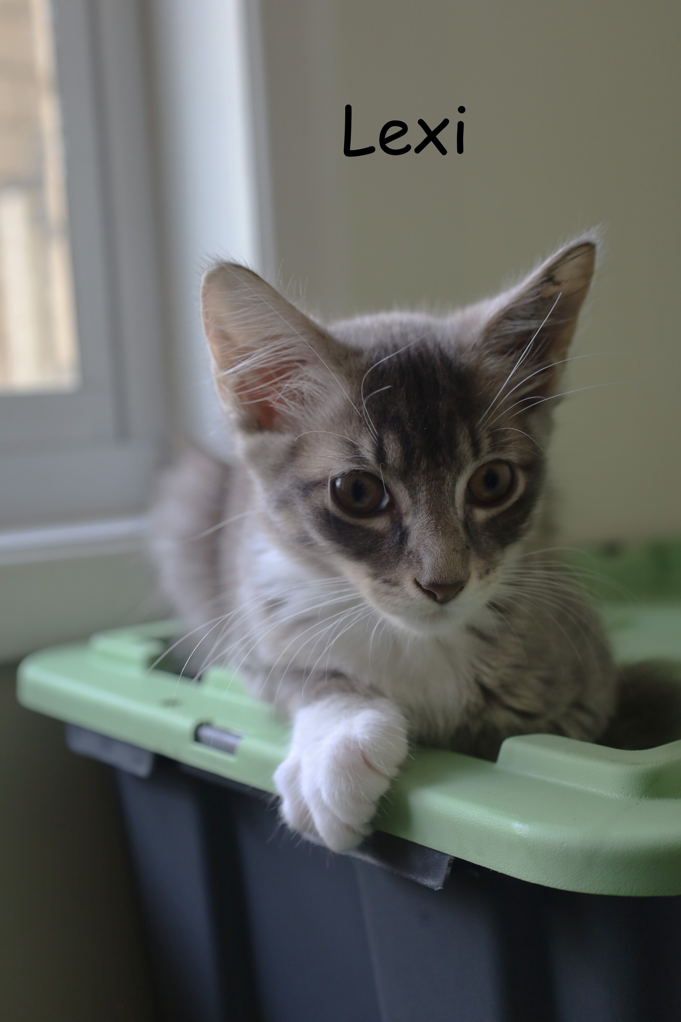 LEXI – Townsville Foster and Rehoming Animals