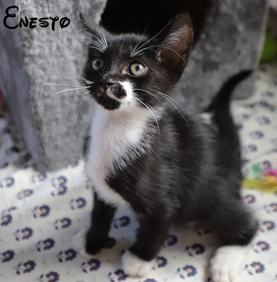 ENESTO – Townsville Foster and Rehoming Animals