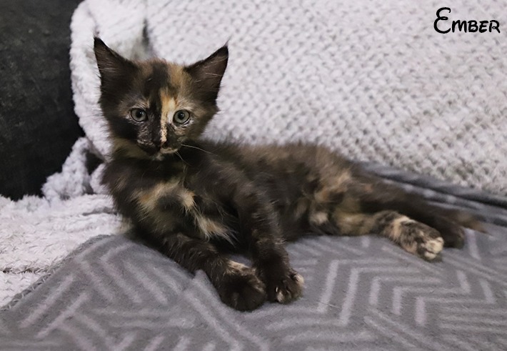 Ember – Townsville Foster and Rehoming Animals