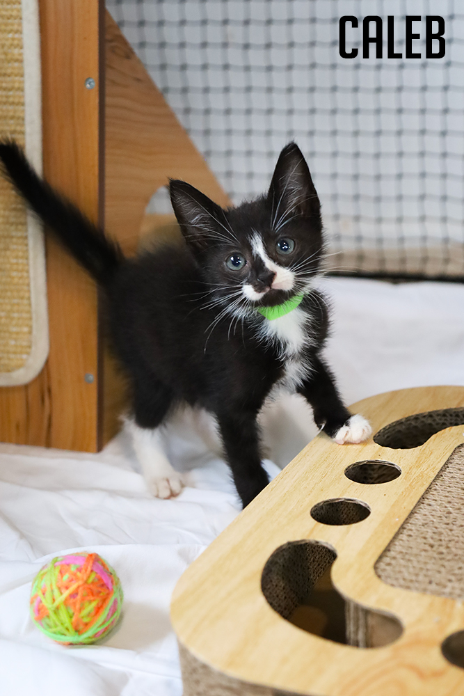 CALEB – Townsville Foster and Rehoming Animals